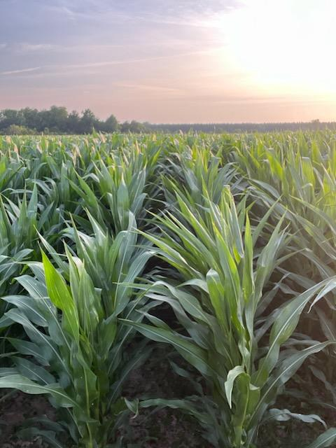 HERO FARMED COOPERATIVE – H.E.R.O Farms | Convenient Local Pickup